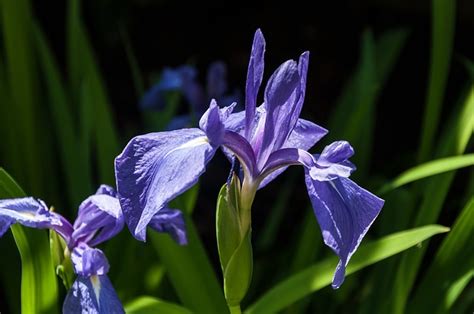 Flor Naturaleza Florecer Foto Gratis En Pixabay Pixabay