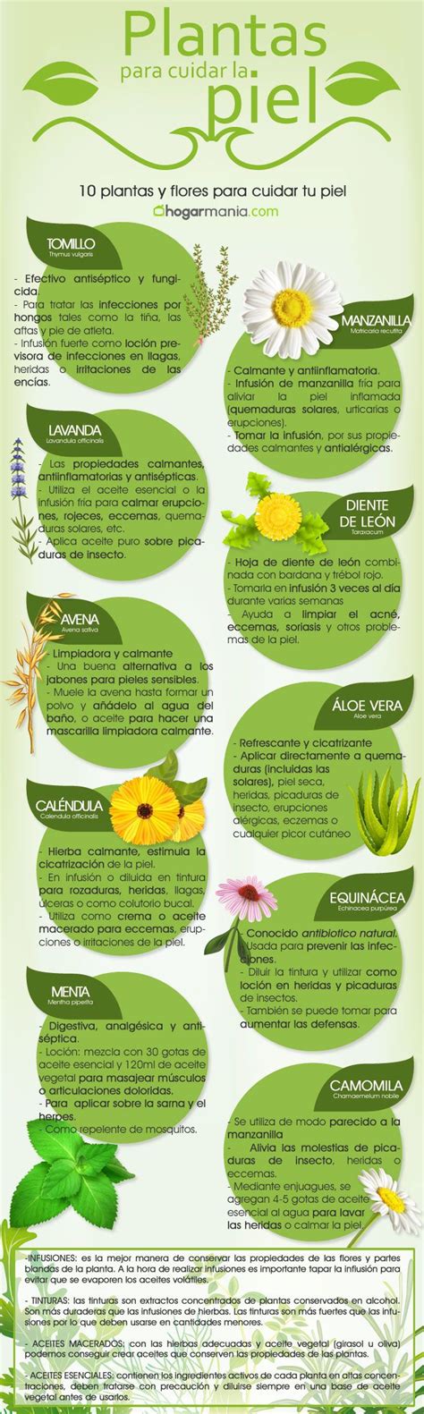 Las 50 Mejores Plantas Medicinales Sus Efectos Y Images Themeloader