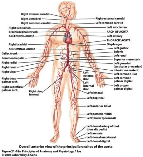 Blood Vessels Flashcards Quizlet