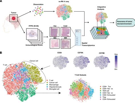 Landscape Of The Pcnsl Tme A Workflow Of Patient Sample Screening