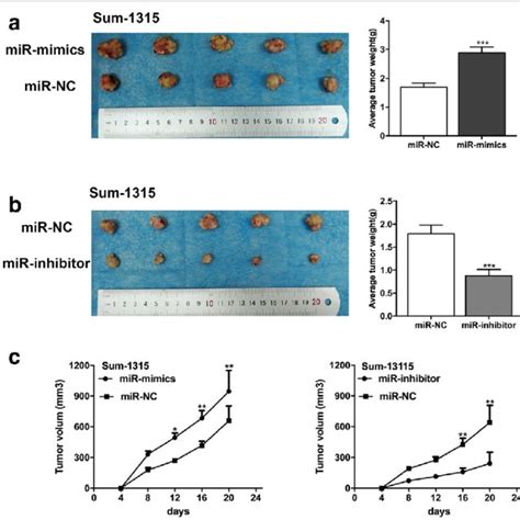 MiR 25 3p Promoted Tumor Growth Of TNBC Cells In Vivo A B Tumors