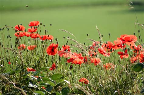 Blommor Vallmo Blommande Gratis foto på Pixabay Pixabay