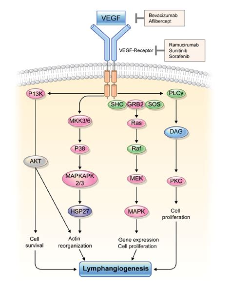 Intracellular Signaling Pathway Of VEGF And VEGF Receptor For