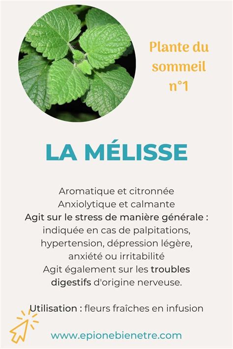 5 plantes du sommeil à découvrir Epione Bien être Plante Plante