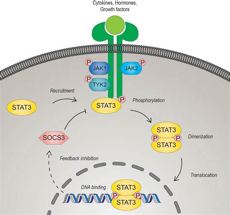 Frontiers The Multifaceted Role Of Stat In Nk Cell Tumor Surveillance
