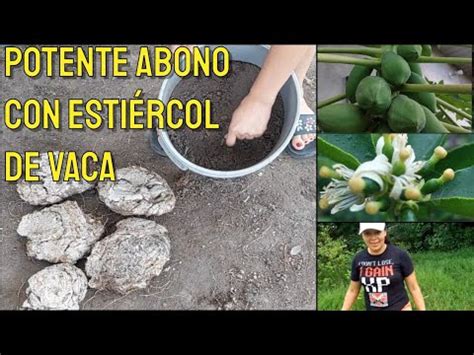 POTENTE ABONO ORGÁNICO con ESTIÉRCOL de VACA y CENIZA de leña YouTube