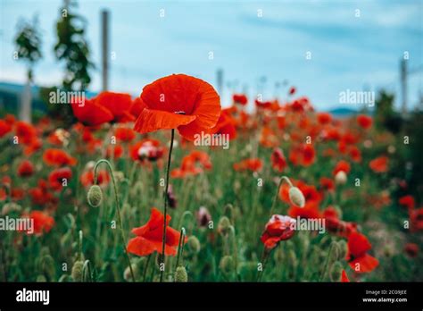 The Red Field Of Poppies Close Up Beautiful Field Of Red Poppies In