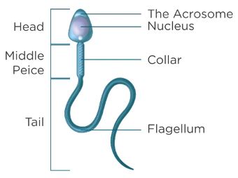 Male Cytology Flashcards Quizlet
