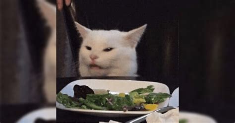 Smudge Lord El Gato Del Meme En La Mesa Tiene Su Cuenta De Instagram