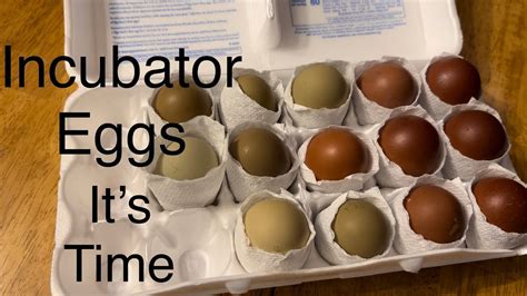Copper Maran And Olive Egger Eggs In The Incubator And New Coop Plans