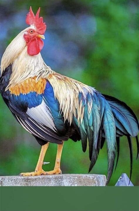 50 hình ảnh gà đá gà chọi đẹp nhất