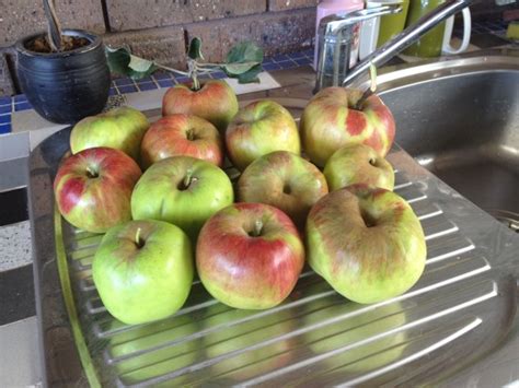 Organic Jonathan Apples The Greening Of Gavin