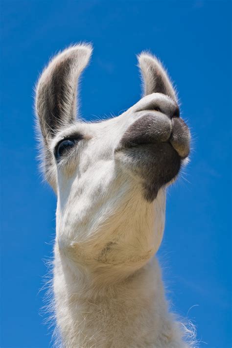Free fotobanka bílý srst portrét savec hříva fauna zblízka