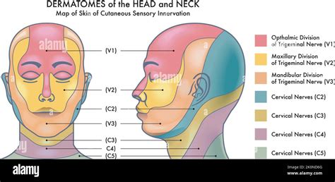 Illustration dermatomes nerves Imágenes vectoriales de stock Alamy