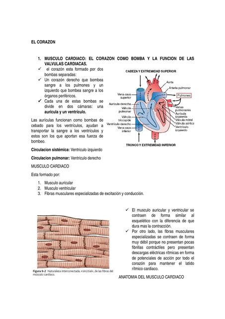 Resumen capítulo 9 El corazón como bomba Tratado de Fisiología Médica