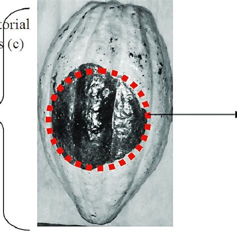 pdf assessing the cocoa genotypes for resistance to black pod using the area under the disease
