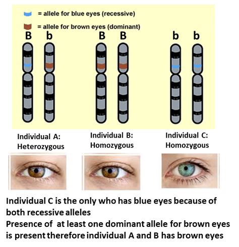 Allele Definition Biology NEET AIIMS