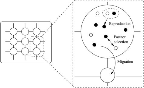 co evolutionary multi agent system with sexual selection used in download scientific diagram