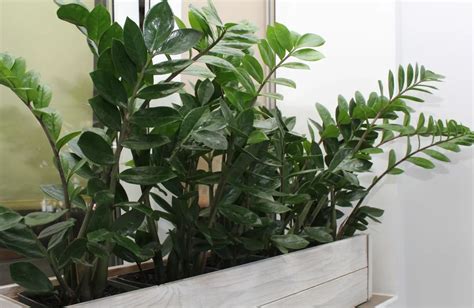 Plante Ornamentale Top Cele Mai Frumoase Plante Parla