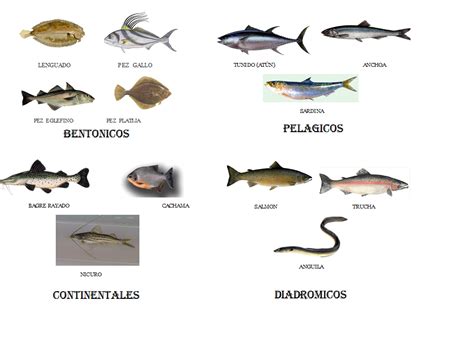 la receta perfecta CLASIFICACIÓN DE LOS PESCADOS