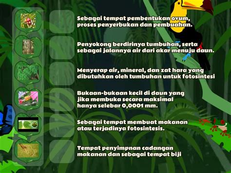 Fungsi Bagian Bagian Tumbuhan Match Up