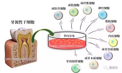 牙源性干细胞储存和临床应用研究进展 凤凰网健康 凤凰网