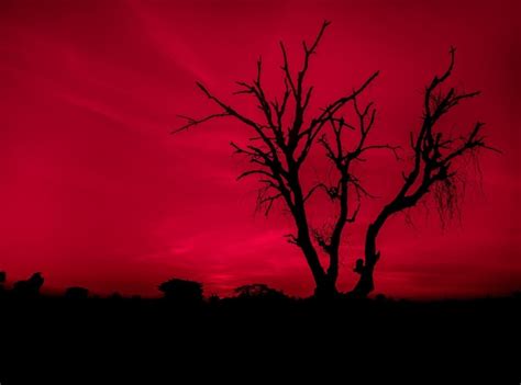 Premium Photo Leafless Dry Black Tree With Spooky Blood Red Sky