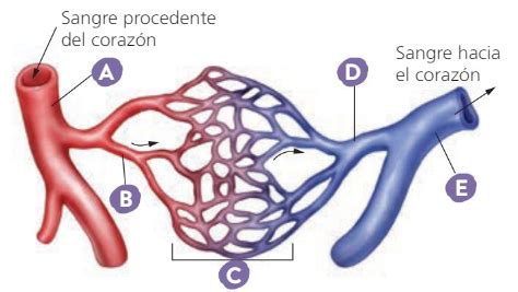 Repasando El Aparato Circulatorio Ficha Interactiva TopWorksheets