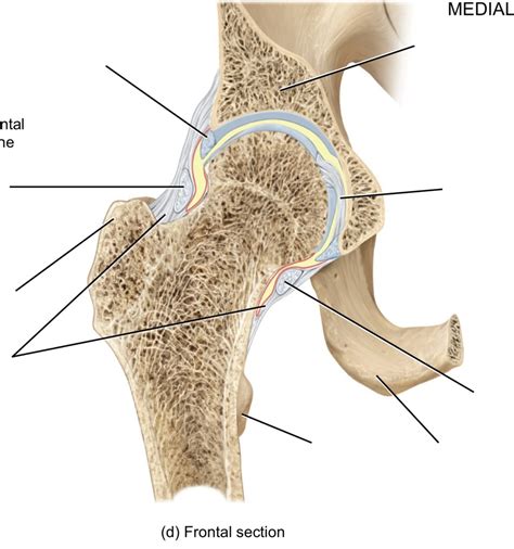 Kin Hip Joint Frontal Section Diagram Quizlet