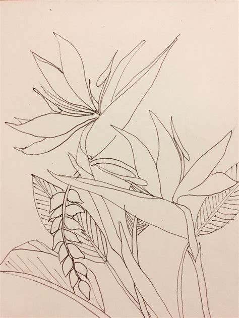 Pin En Zeichnen Flor Del Paraiso Pinturas Florales Dibujos Nicos