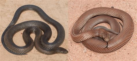 Venomous Snakes Found In Australia Bird Watching Hq