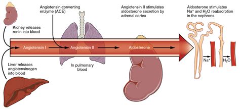Electrolyte Balance Anatomy And Physiology