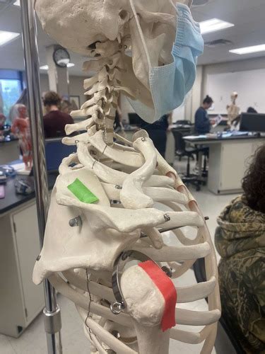 A P Lab Muscle Origins And Insertions Flashcards Quizlet