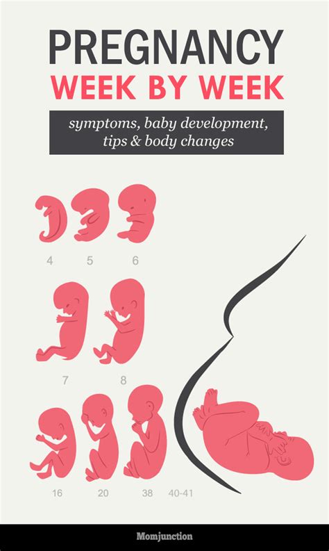 Pregnancy Week By Week Symptoms Baby Development Tips And Body Changes
