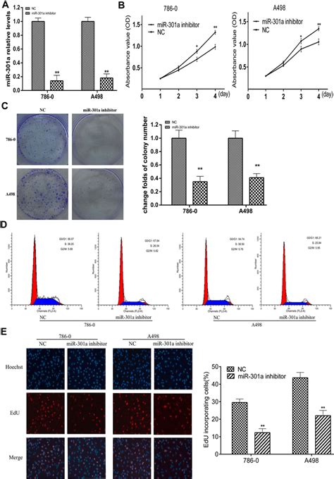 Knockdown Of Mir A Suppresses Rcc Cell Proliferation By Abrogating