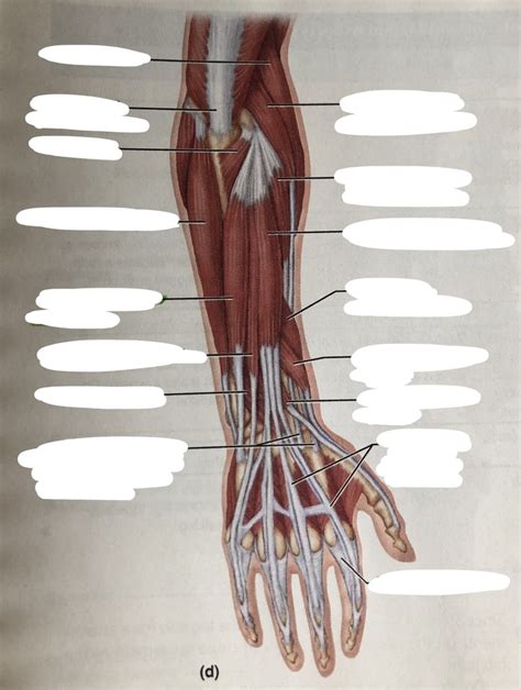 Posterior Arm Muscles Diagram Quizlet
