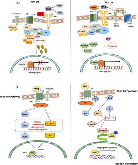 Canonical And Non Canonical Wnt Signaling In Immune Cells Trends In