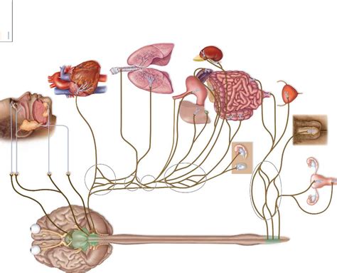 Solved This Figure Represents The A Autonomic Nervous Chegg