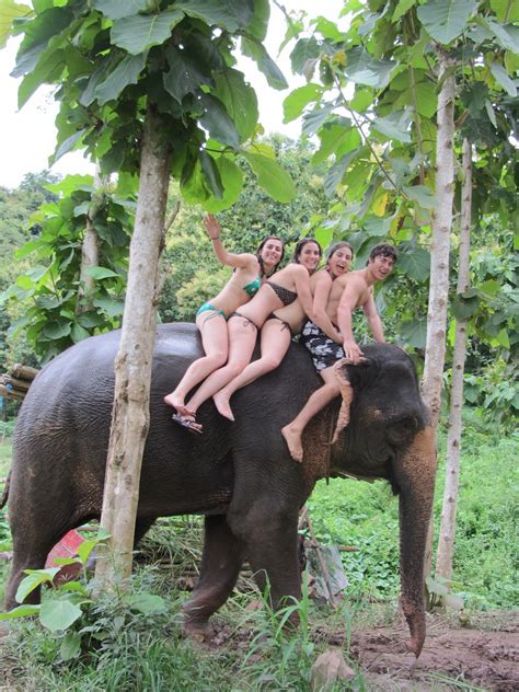 Elephants And Sexy Women In Bikini 2 Fun Travel Panosundaki Pin