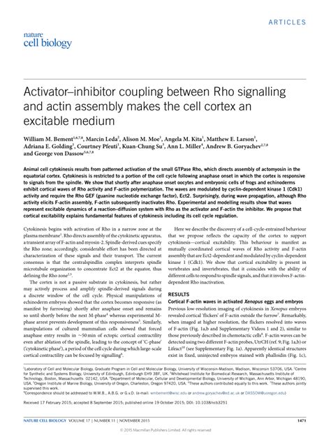 pdf activator inhibitor coupling between rho signaling and actin assembly make the cell cortex