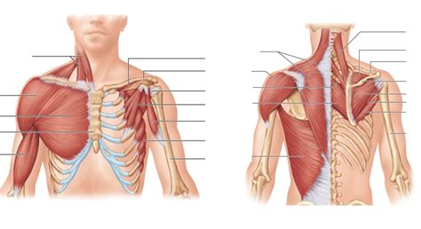 Muscles Of The Thorax Diagram Quizlet