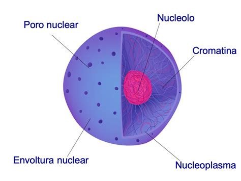 N Cleo Celular Qu Es Partes Y Funci N Enciclopedia Significados