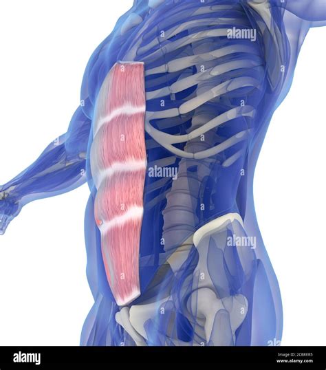 Abdominal Muscles Diagram Hi Res Stock Photography And Images Alamy