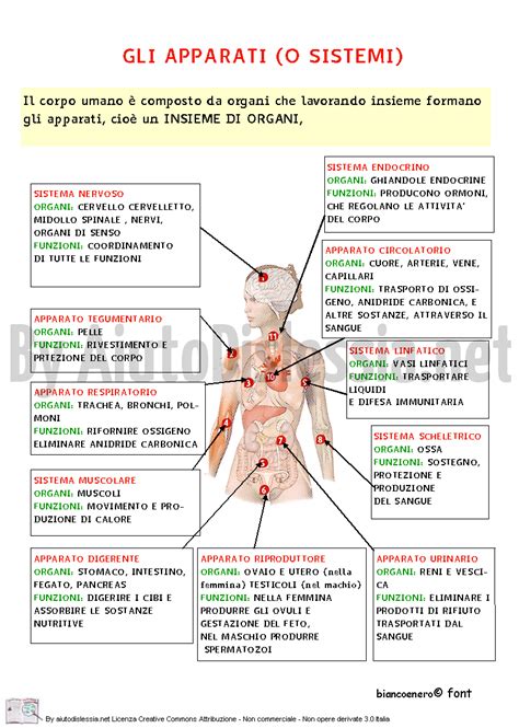 Anatomia Umana Organi