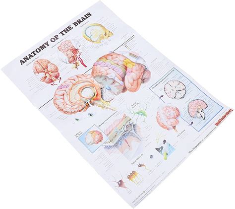 Buy Anatomical Brain Laminated KASTWAVE Anatomical Chart Of The