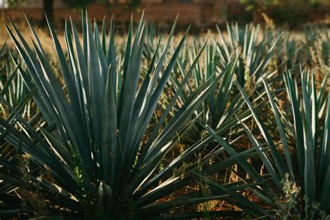Conoce Los 5 Beneficios De La Inulina De Agave Y Como Ayuda A Mejorar