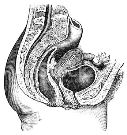 Section Of Female Pelvic Organs Stock Photo Royalty Free FreeImages