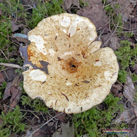 Canadian Nature Visions Mushrooms Fungi Lichens And Mosses