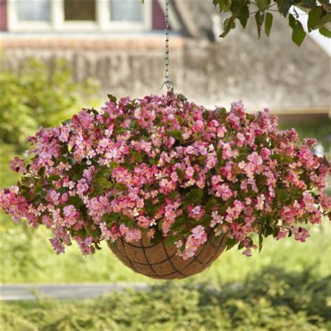 Begonia Hula Series