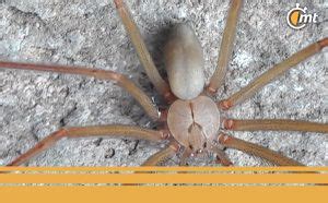 Araña violinista Qué hacer si te pica y qué tan peligroso es